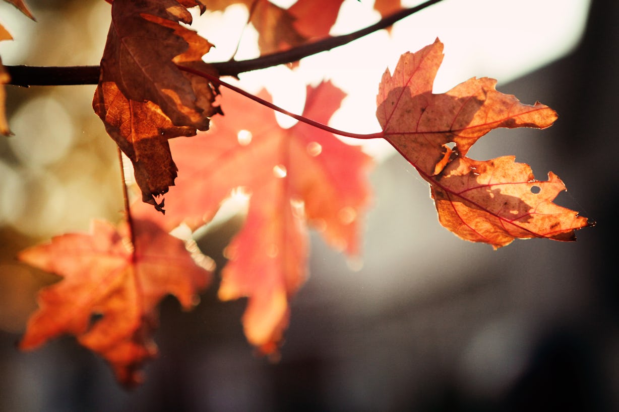 12 Inspiring Fall Quotes That Will Reinforce Your Love For The Best ...