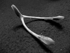 6 Turkey Wishbone Facts That Might Surprise You, Because This ...
