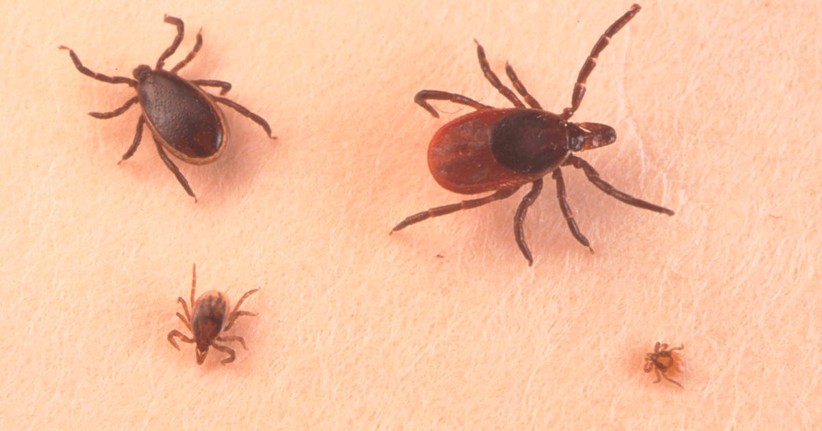 CDC Identifies Bourbon Virus, A New Tick-Borne Illness Implicated In A ... CDC Identifies Bourbon Virus, A New Tick-Borne Illness Implicated In A ...