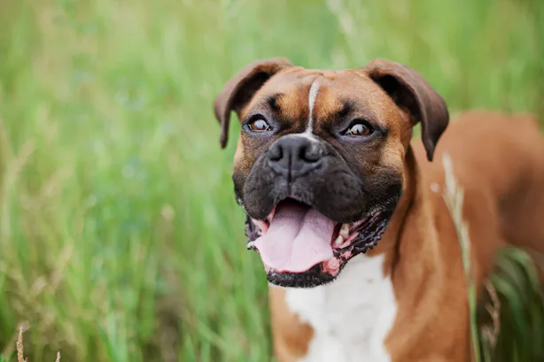 13 Dog Quotes To Share On National Dog Day 2016 Aka The Best Day Ever 13 Dog Quotes To Share On National Dog Day 2016 Aka The Best Day Ever