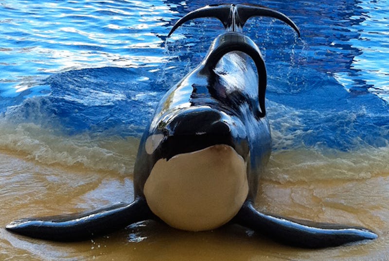 'Blackfish' & 13 Other Documentaries That Actually Led To Real World ...