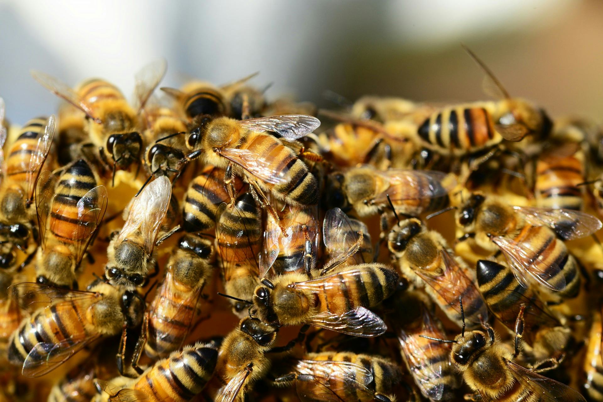 Why Is This Car Covered In Bees? Here's The Science Behind The Buzzing ...