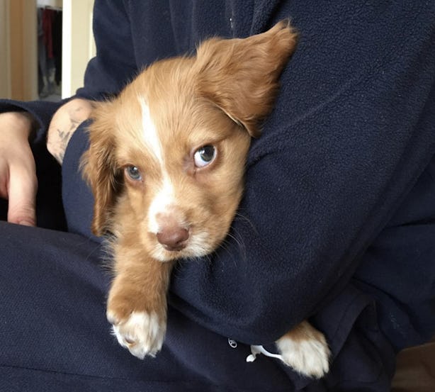 16 Best Puppy Instagram Accounts You Need In Your Feed Immediately