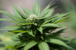 8 Signs You Might Be Allergic To Weed, Because Marijuana Allergies Do ...