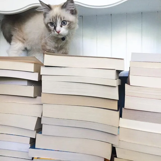11 Easy Hacks For Taking Perfect Instagram Photos Of Your Books