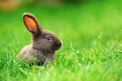 What Does The Rabbit Duck Illusion Mean? How You View It Might Reveal ...