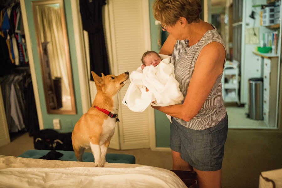 This Corgi Supported His Human Through A Home Birth And A Photographer ...