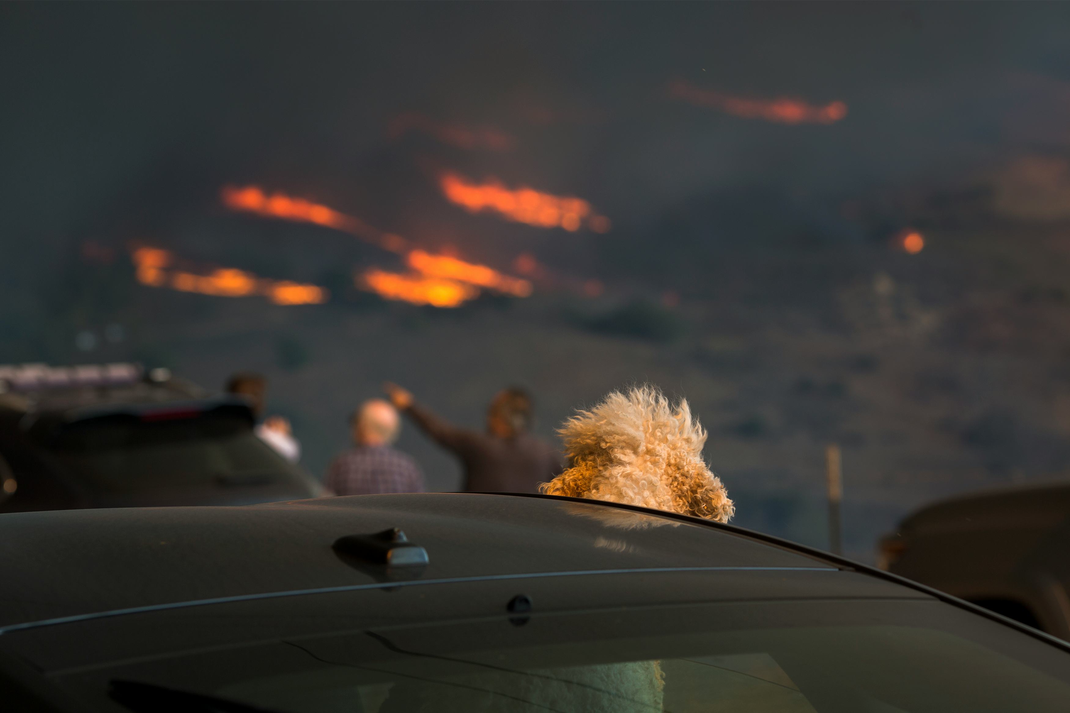 Photos Of Animals Escaping The Wildfires Will Break Your Whole Damn Heart