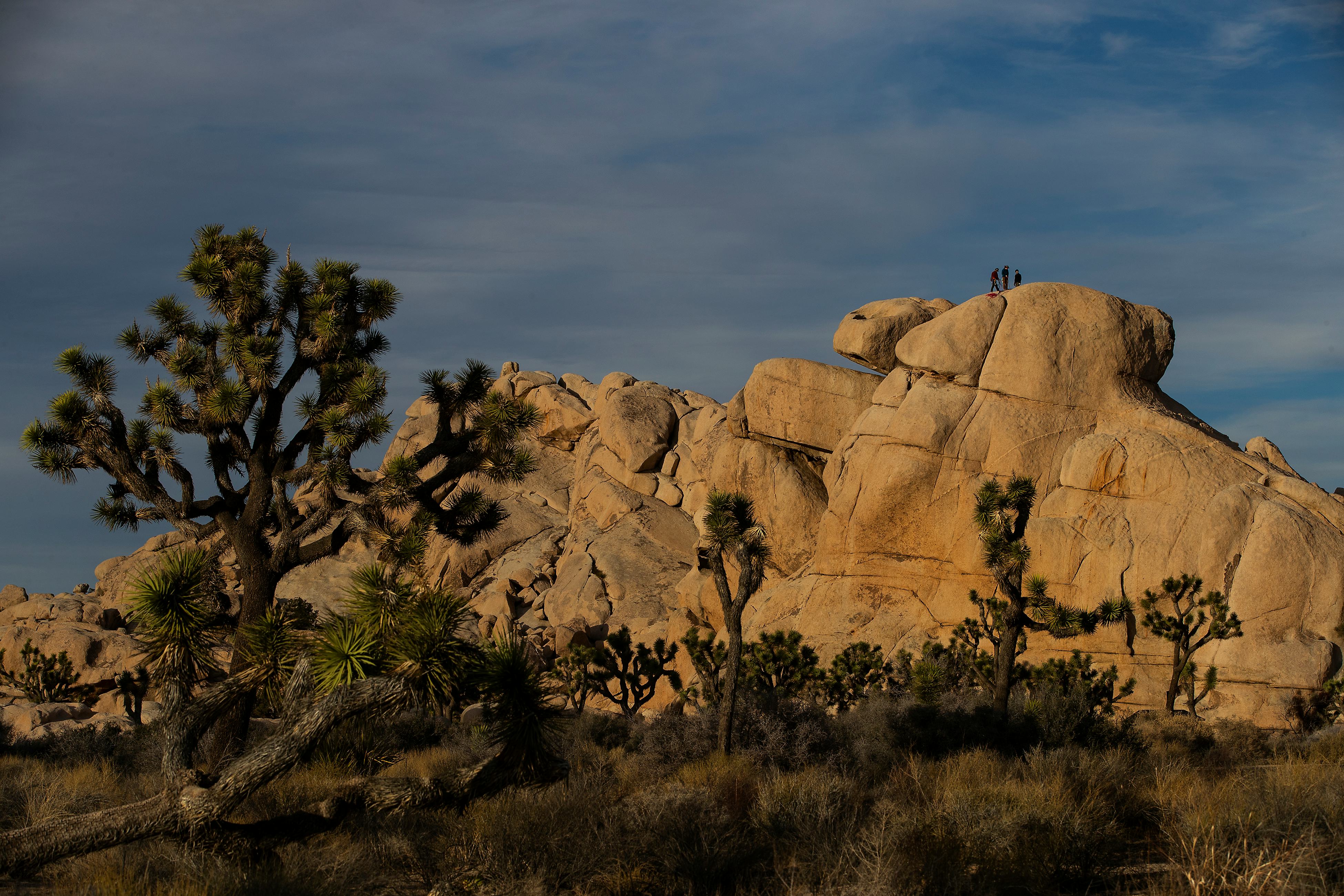 Vandals Used The Government Shutdown To Cut Down Protected Joshua Trees