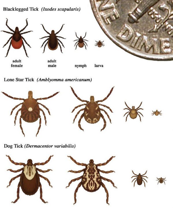 You Need A Tick Kit And Here’s How To Make One
