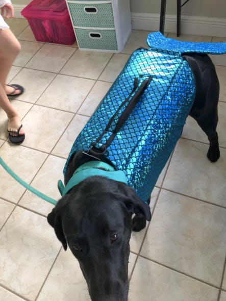 This Mermaid Life Jacket For Dogs Is The Only Pool Accessory You Need ...