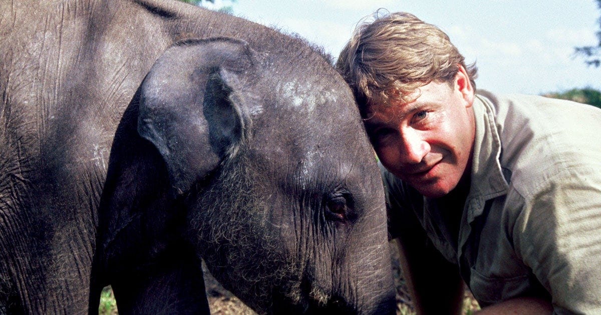 Cartoon Showing Steve Irwin Welcoming Australian Animals To Heaven Goes ...