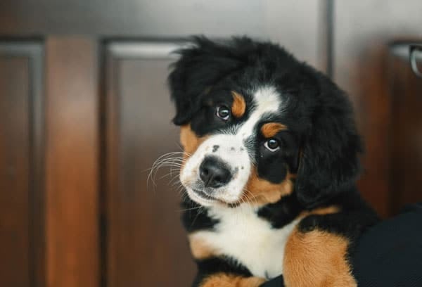 Adorable Puppy Joins ‘Grief Support Team’ At Funeral Home