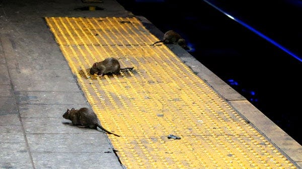 The CDC Has Issued A Warning About ‘Aggressive Rats’ And 2020 Is ...