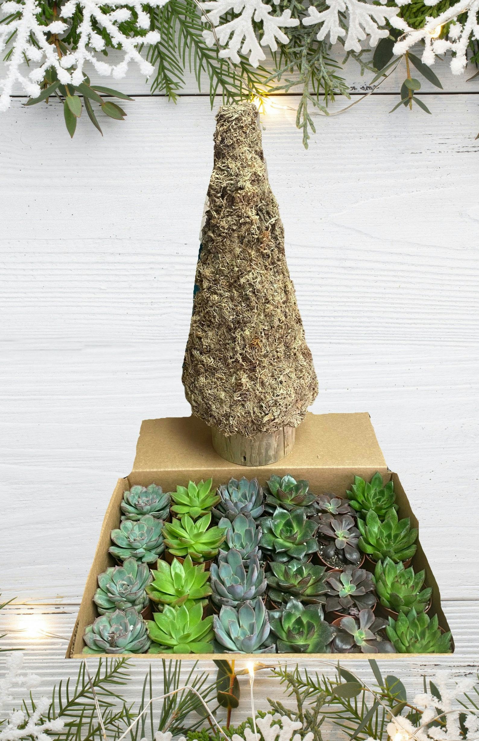 Succulent Christmas Trees Are The Low-Maintenance DIY Holiday Decor You ...
