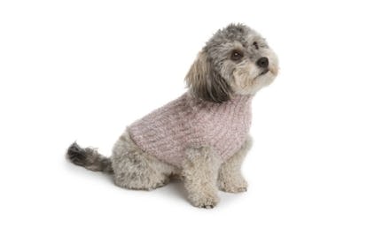 These Cute Dog Sweaters Are The Paw-fect Layer For Your Canine Companion