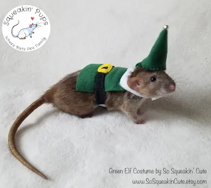 Best Hamster Clothes & Costumes For Small Critters On The Catwalk (Err ...