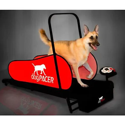 9 Best Dog Treadmills To Exercise Your Hound When You’re Housebound