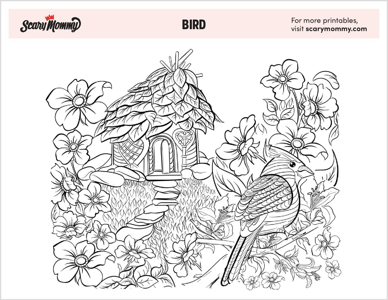 spring birds coloring pages