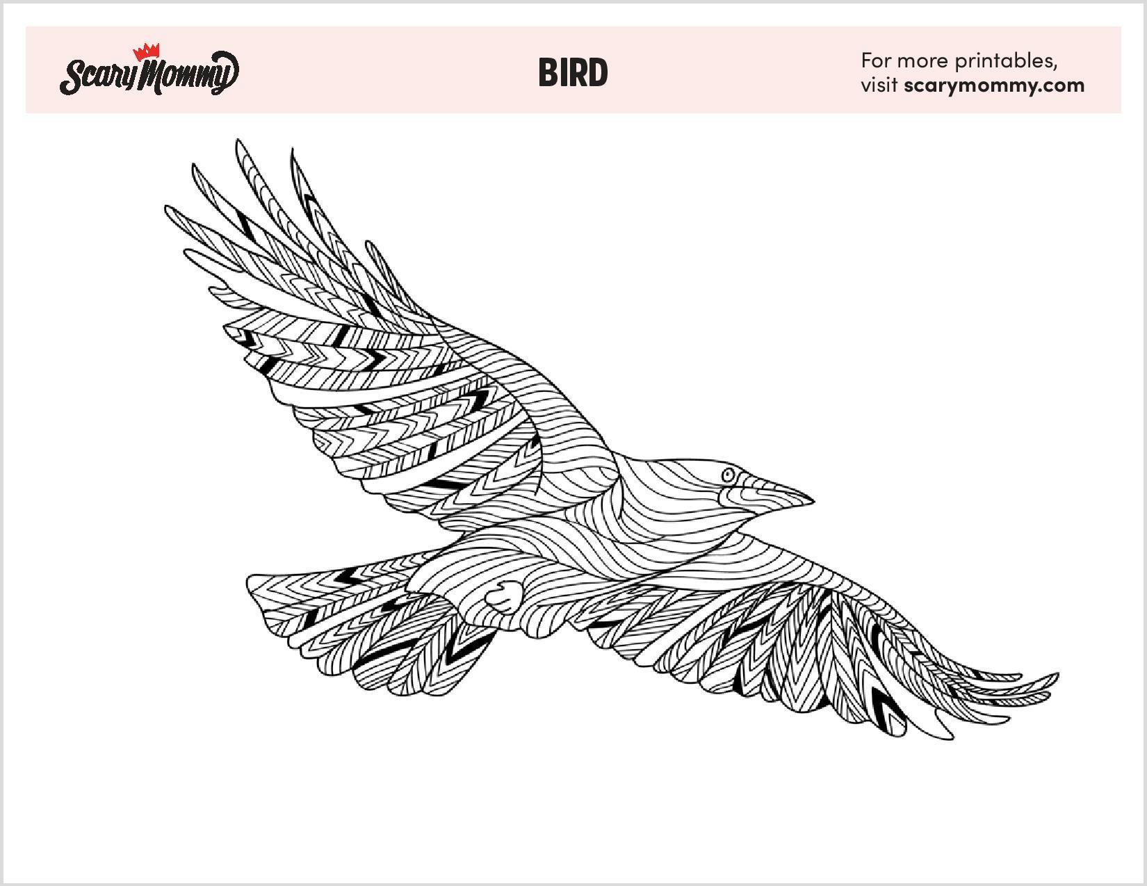 bird of prey coloring book