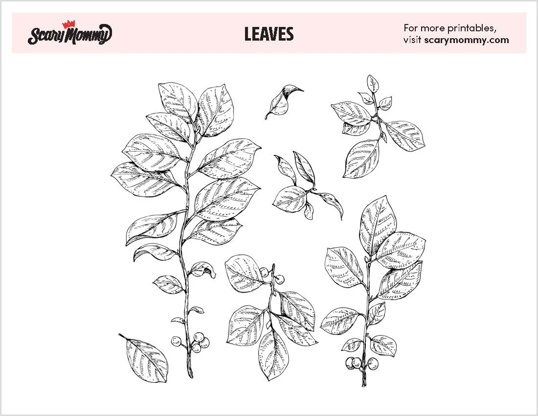 Photosynthesize Some Fun With These 10 Leaf Coloring Pages
