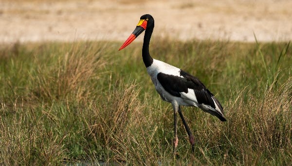 Stretch Your Kid’s Imagination By Introducing These 15+ Long-Neck Animals