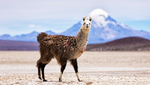 Stretch Your Kid’s Imagination By Introducing These 15+ Long-Neck Animals