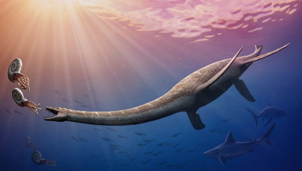 Stretch Your Kid’s Imagination By Introducing These 15+ Long-Neck Animals