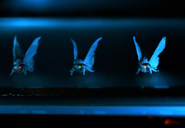 What Is The C. Gangis Moth? This Giant Insect Is Going Viral For Its ...