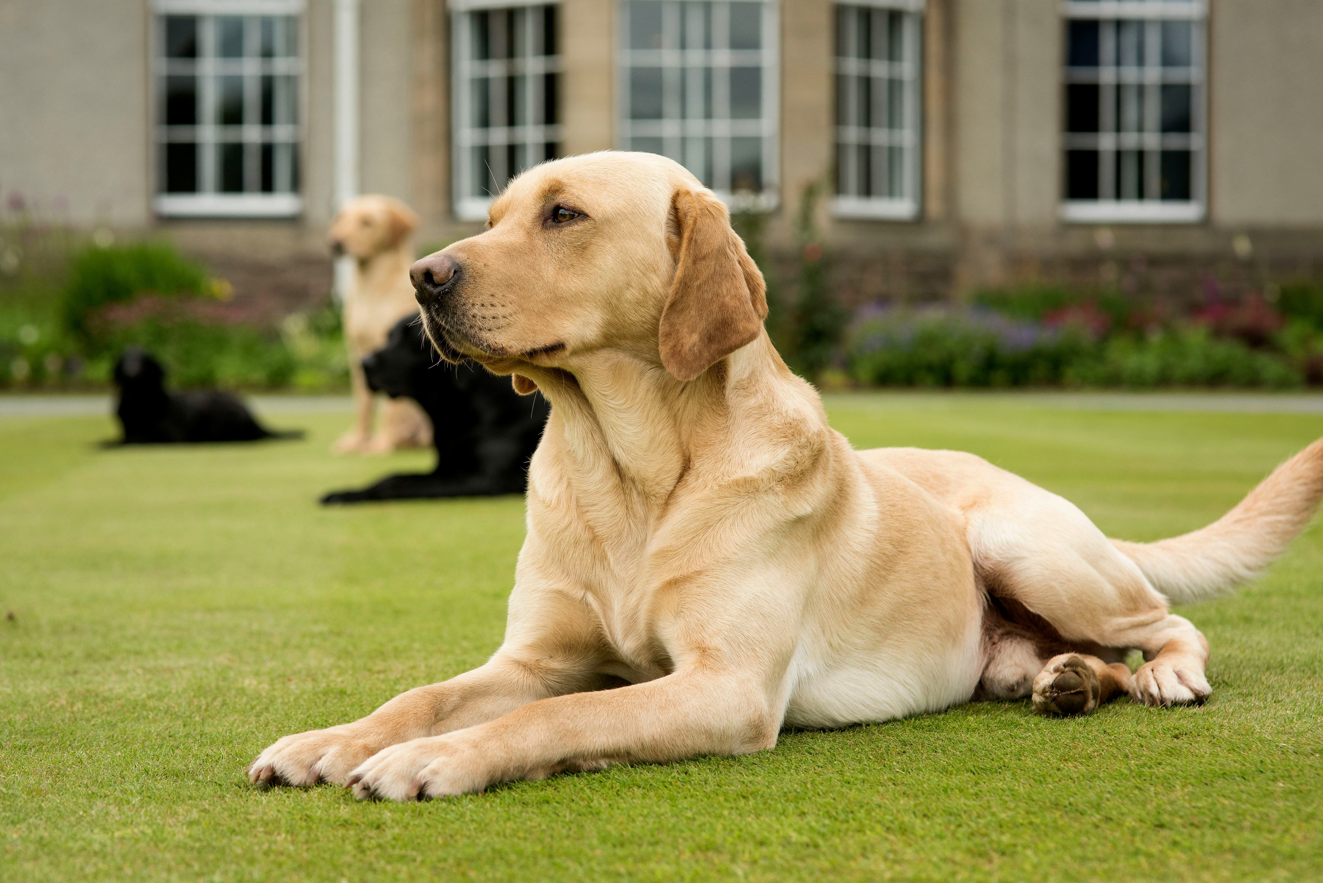 The 9 Best Indoor Dogs For Homebodies