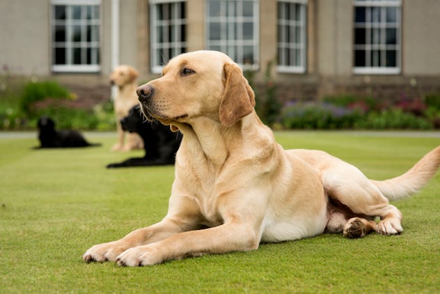 The 9 Best Indoor Dogs For Homebodies