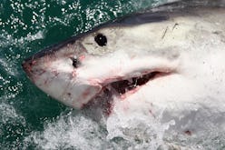 What Are Devil Sharks? These Predators Have A Thing For Heat