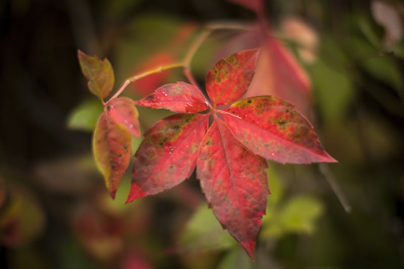 How To Celebrate The Autumnal Equinox & Welcome Fall Like It Deserves ...