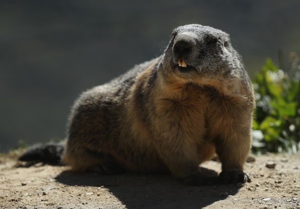 What Does It Mean If A Groundhog Doesn’t See Its Shadow? Here's What ...