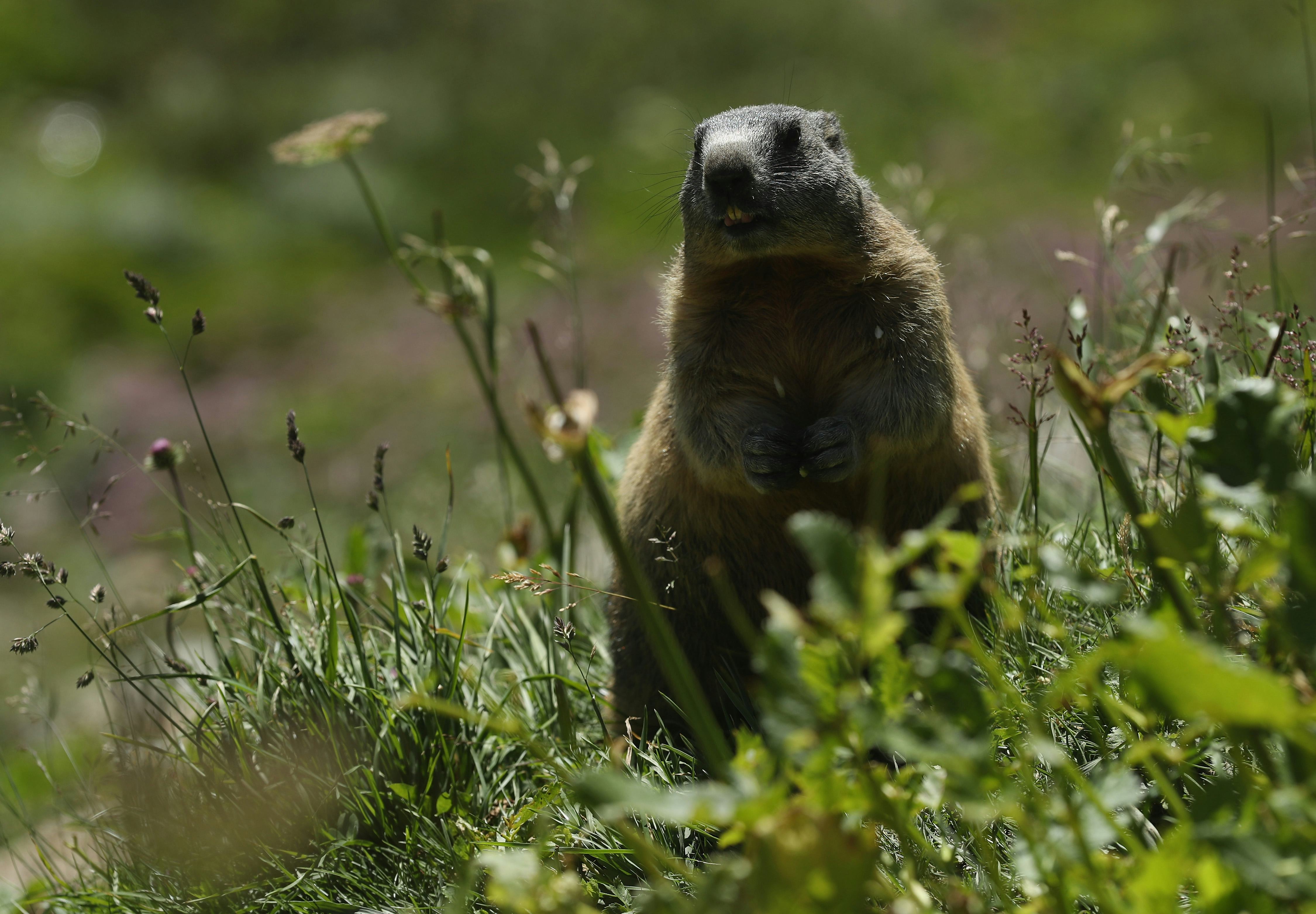 22 Groundhog Day 2018 Instagram Caption Ideas That Will Work For ...