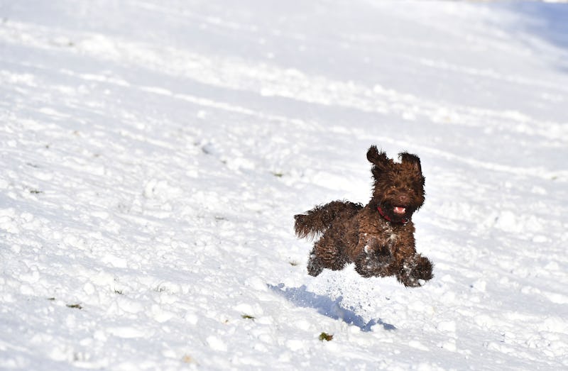 When Is It Too Cold To Walk Your Dog Outside? This Handy Chart Shows ...
