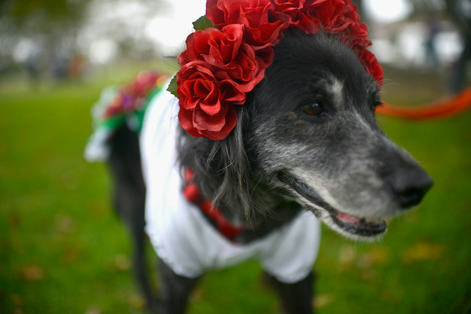 Do Dogs Understand Us? A New Study Shows How Dogs Process Language