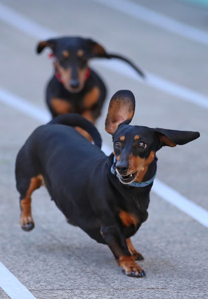 11 Best Dog Breeds For Travel, So You Always Have An Adventure Buddy