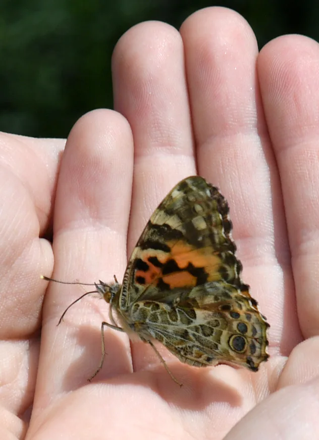 7 Ways To Honor Purple Butterfly Babies & Their Siblings