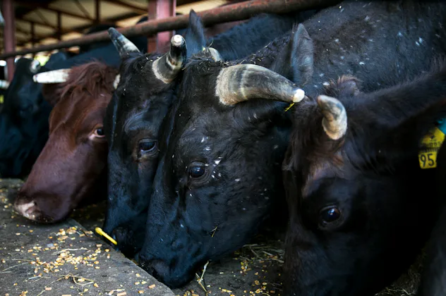 4 Times Animals Sensed Danger To Their Humans From History