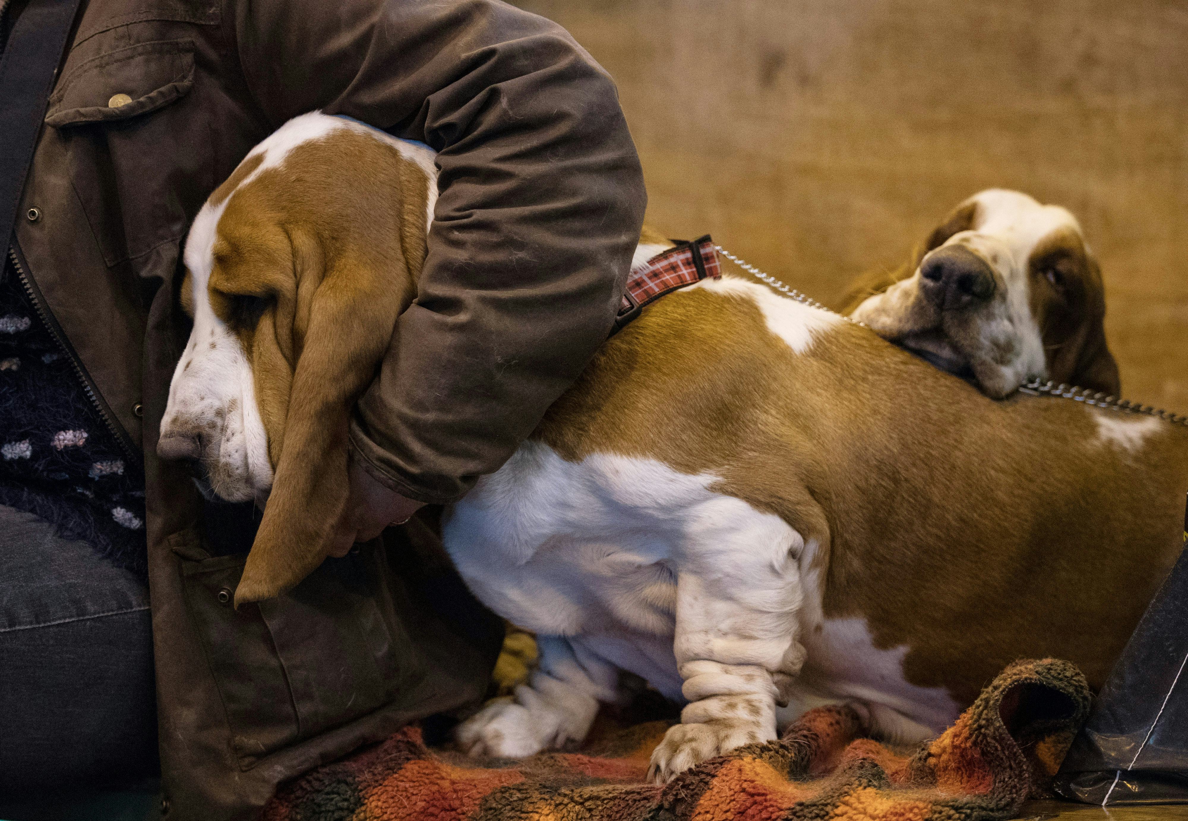 13 Best Dog Breeds For Single People