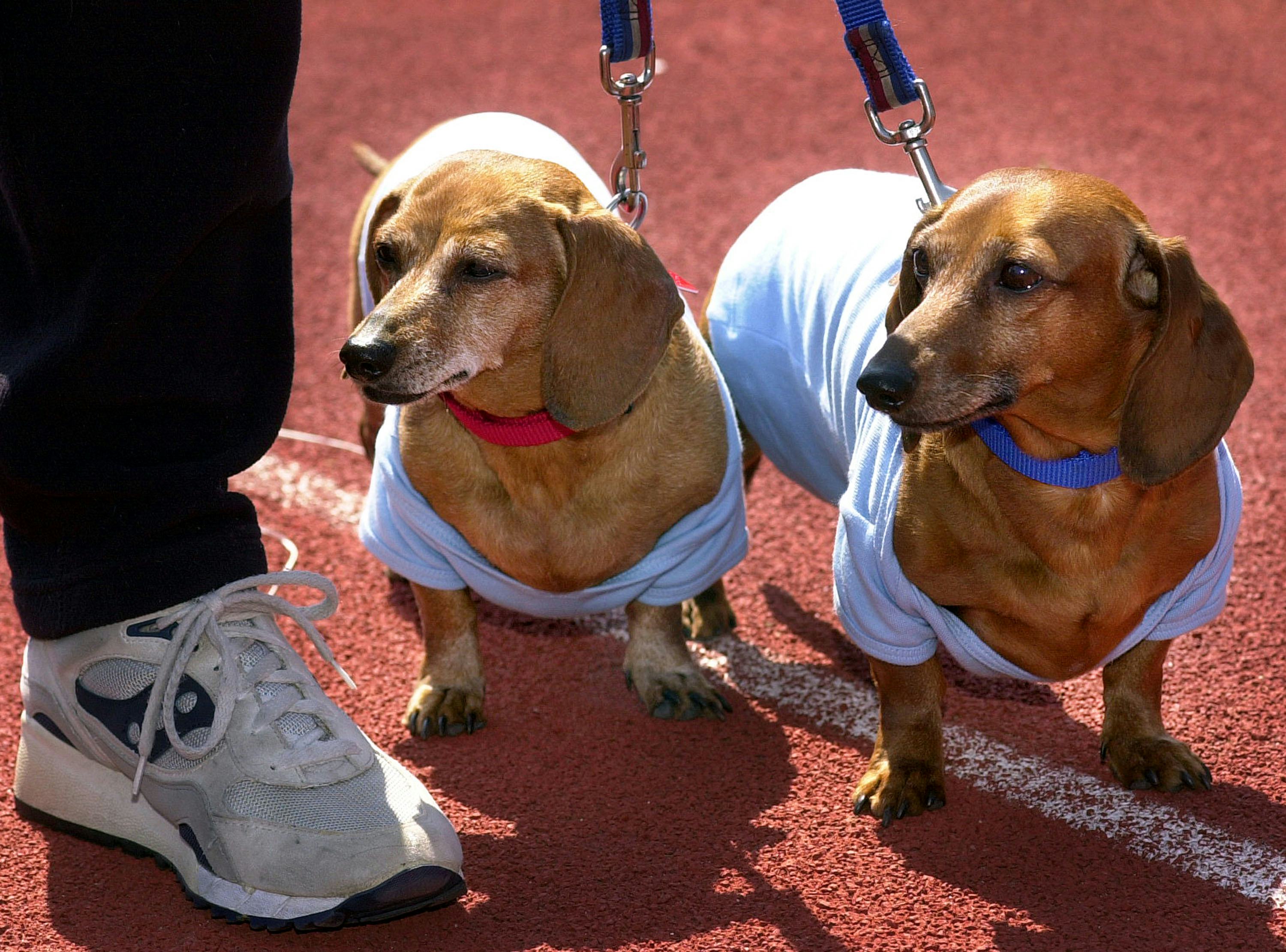 How To Help Your Dog When You’re Gone At Work All Day