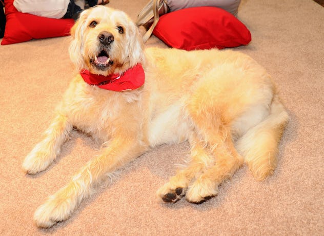 How To Tell If Your Dog Is Bored & 7 Things You Can Do About It