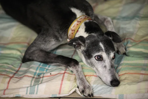 9 Low Energy Dog Breeds That Like Lazy Sundays Just As Much As You Do