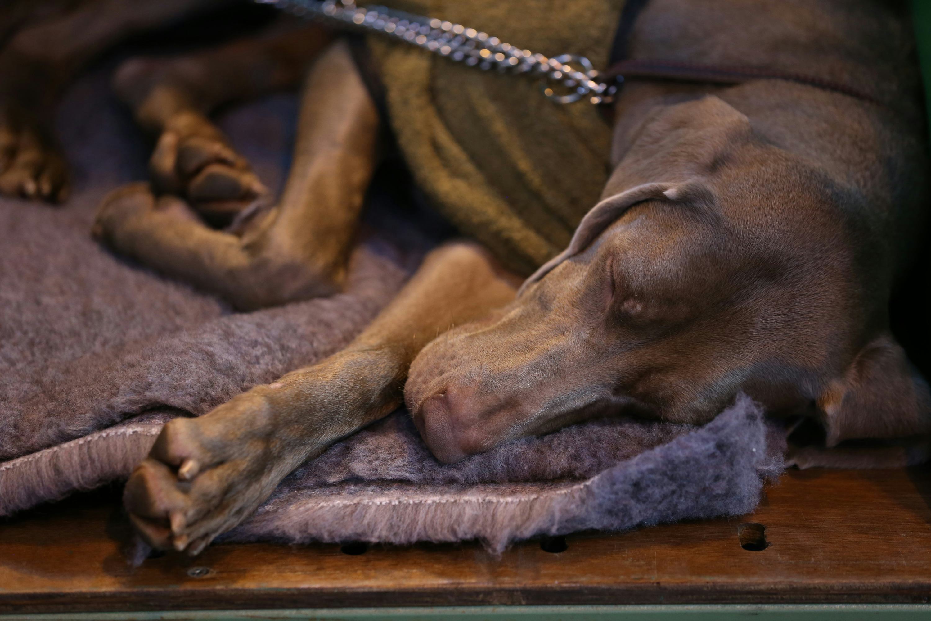 How To Tell If Your Dog Is Bored & 7 Things You Can Do About It