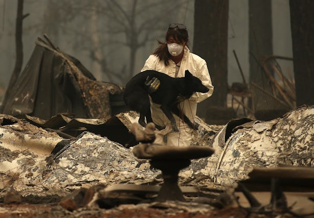 How Does Wildfire Smoke Affect Dogs & Cats? Your Pets Are Vulnerable To ...