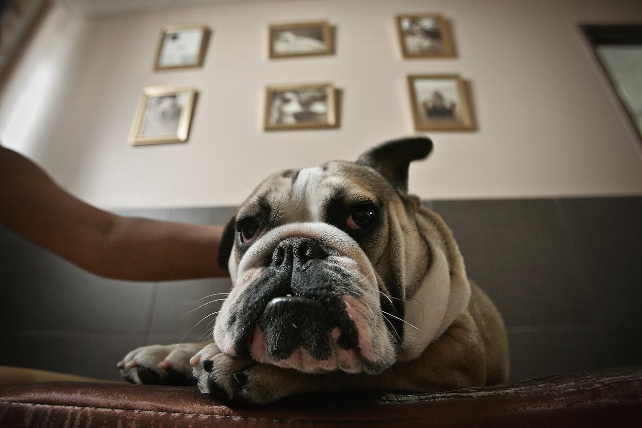 If You’re Adopting A Traumatized Dog, Here’s What Experts Want You To Know