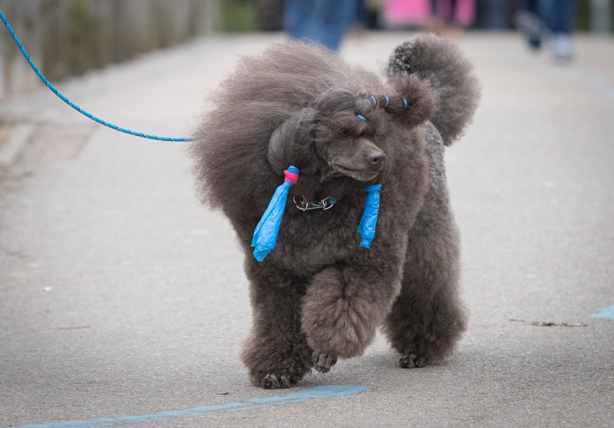 7 Small, Kid-Friendly Dog Breeds That'll Make Everyday Cuddle Day