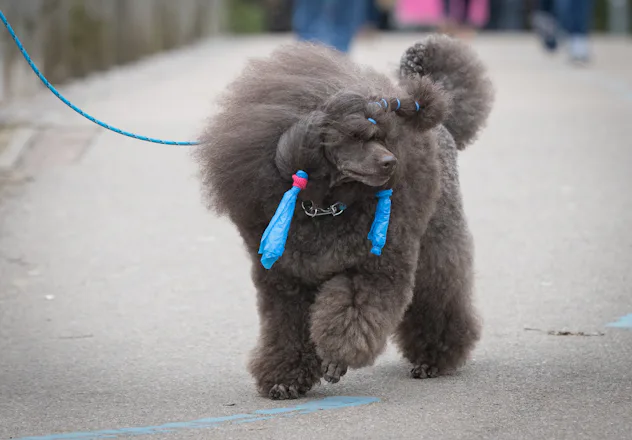 7 Small, Kid-Friendly Dog Breeds That'll Make Everyday Cuddle Day