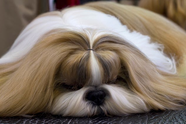 13 Best Dog Breeds For Single People